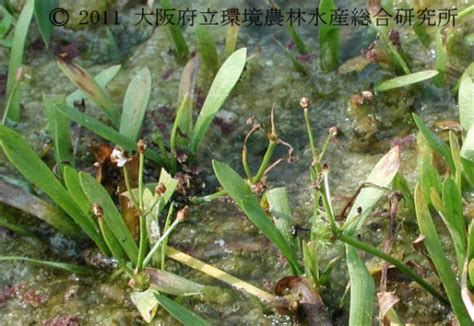 ウリカワ 水草図鑑在来種 図鑑 大阪府立環境農林水産総合研究所
