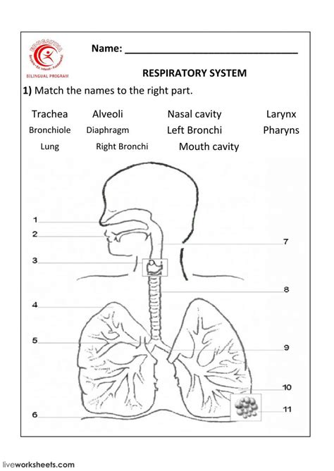 How To Label The Respiratory System