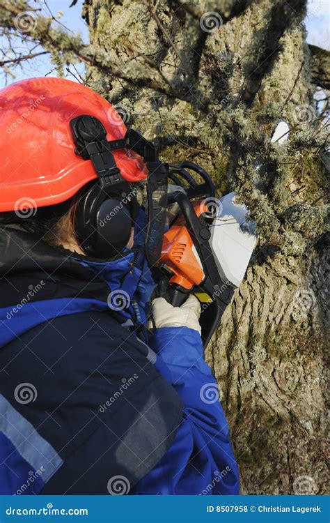 Tree Surgeon In Action Stock Photo Image Of Tools Forester 8507958