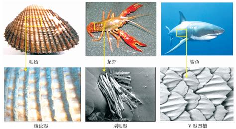 轴向柱塞泵柱塞副的摩擦学特性及其表面织构化研究进展