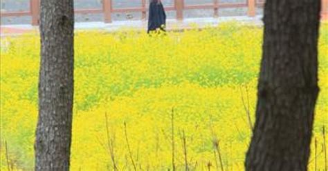 고성 솔섬 소나무 사이로 유채꽃 향연