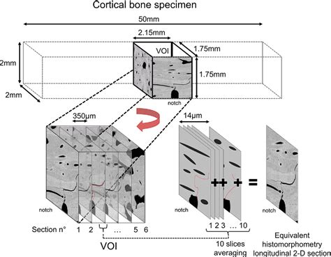 Figure 2 From Quantification Of Nonlinear Elasticity For The Evaluation