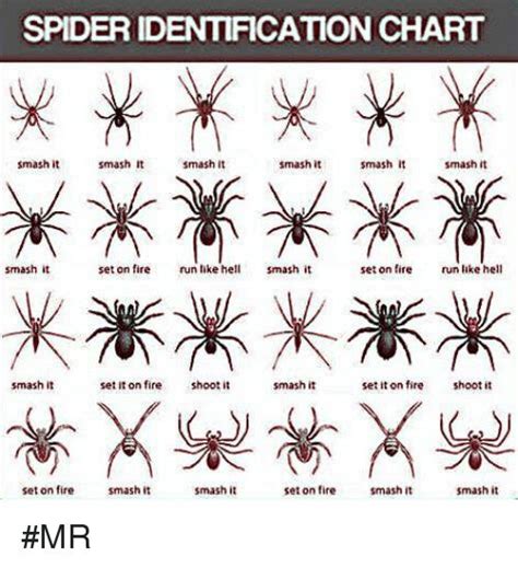 Spider Identification Chart