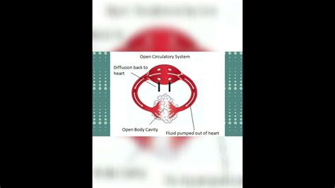 128 Neetanimal Kingdom Open Circulatory System याद करें Youtube