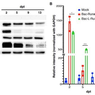 Cre Loxp Bv Mediated Genetic Recombination And Dna Mini Circle