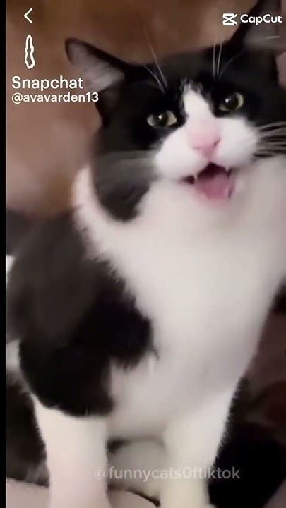 Funny Cat Shorts Youtube