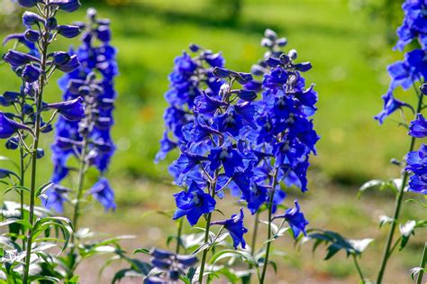 How To Grow Larkspur From Seed Islas Garden