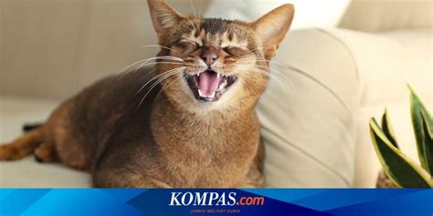 Apa Perbedaan Kucing Domestik Dengan Kucing Liar