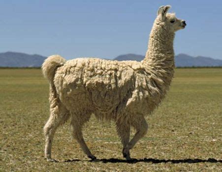 Llama Association Of Australasia Inc What Is A Llama