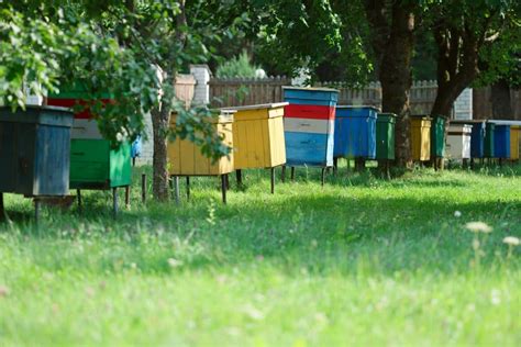 Beekeeping How To Get Started With Backyard Beekeeping