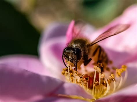 Bee Sucking The Nectar Pixahive