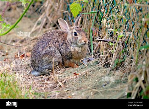 Western Brush Rabbit Sylvilagus Bachmani California Brush Rabbit