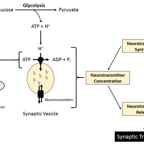Role Of Apoe In Aβ Dependent And Aβ Independent Pathways On Ad