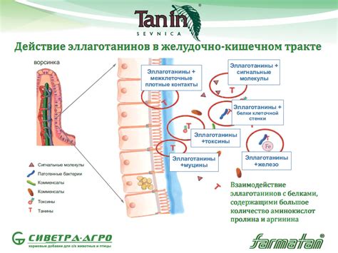 ФАРМАТАН ТМ