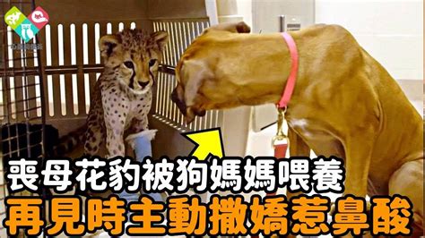 喪母小花豹被狗媽媽擁懷喂養，分離多年後再見，花豹主動撒嬌求抱惹鼻酸 Youtube
