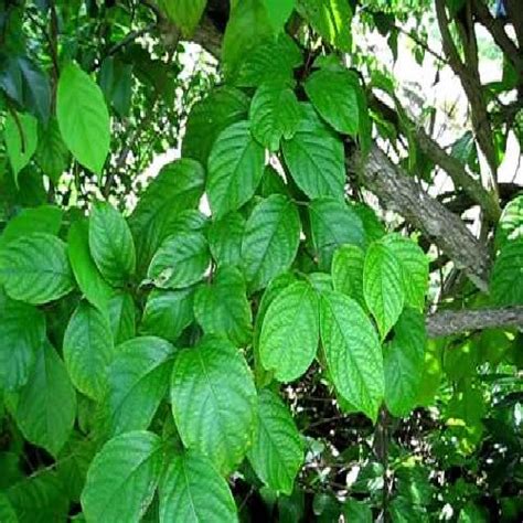 Banisteriopsis Caapi Ayahuasca