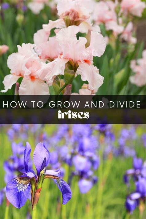 How To Grow Irises • Longbourn Farm
