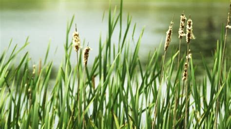 471 Tall Grass Lake Stock Videos Footage And 4k Video Clips Getty Images