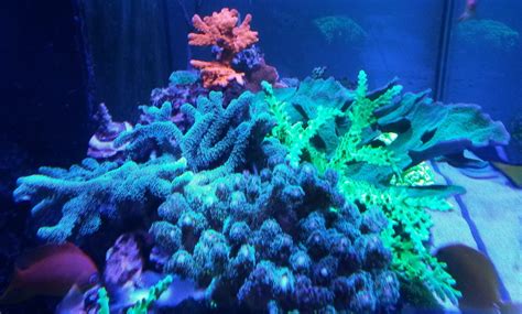 How To Frag SPS Corals Safely