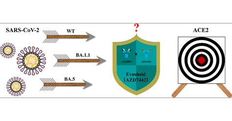 Combined Antibodies Evusheld Against The Sars Cov 2 Omicron Variants Ba 1 1 And Ba 5 Immune