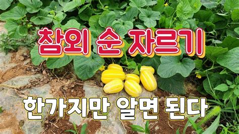 참외 순 자르기 한가지만 알면 쉽게 참외 키울 수 있어요 수박보다 키우기 쉬운 참외 한번 키워보세요 Youtube