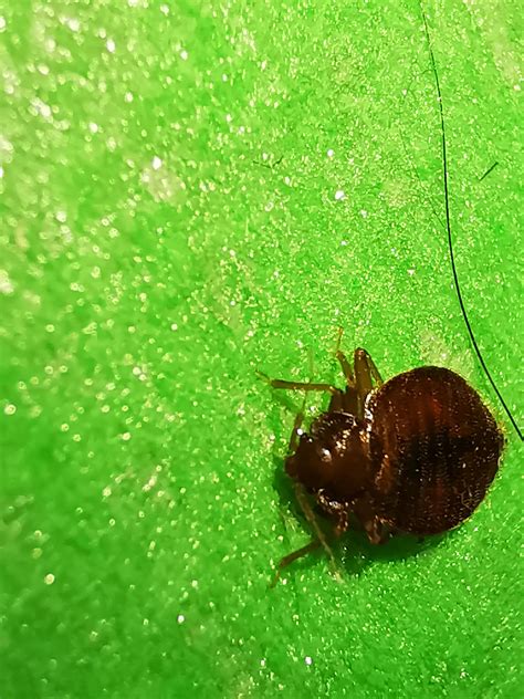 Bed Bug Or A Bat Bug R Bedbugs