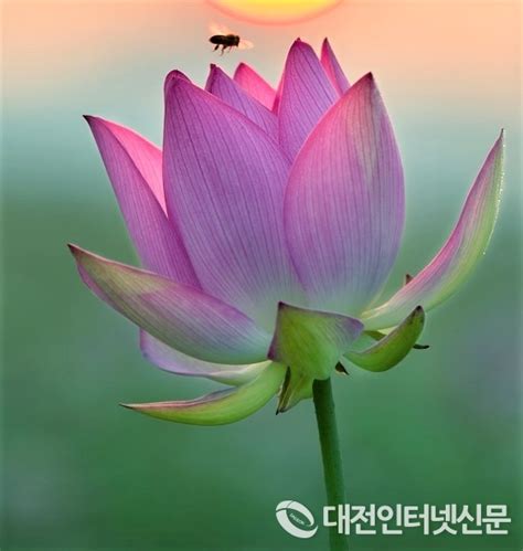 국립세종수목원에 700년 된 연꽃 보러오세요” ‘700년 아라홍련 특별전 개최
