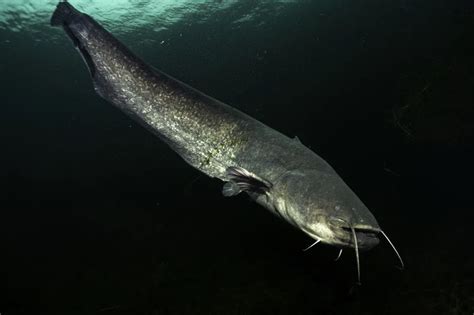 Wels catfish - Facts, Diet, Habitat & Pictures on Animalia.bio