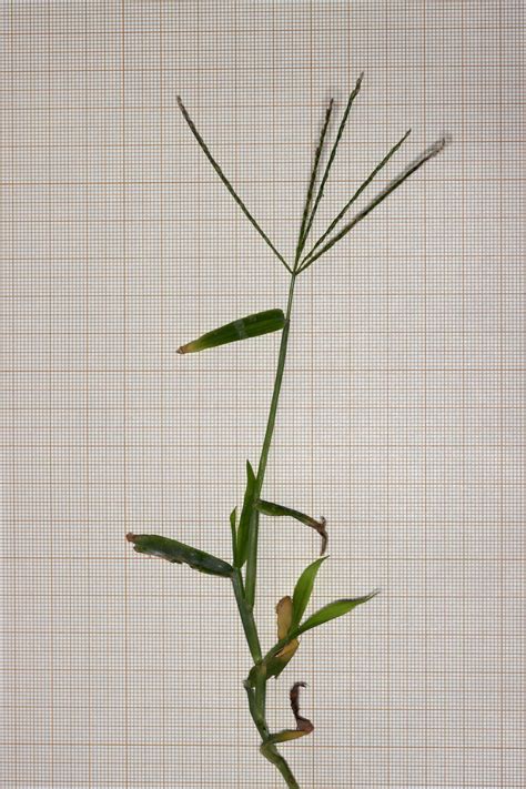 Cynodon Dactylon Flores Silvestres De Aragón