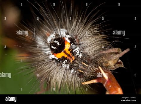 Queue Raide Banque De Photographies Et Dimages à Haute Résolution Alamy