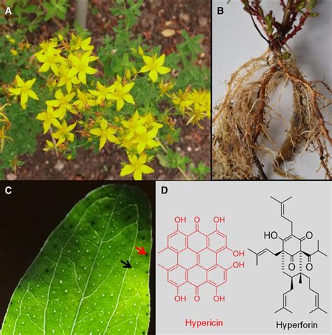 A Hypericum Perforatum Entire Plant B Root System Of Field‐grown