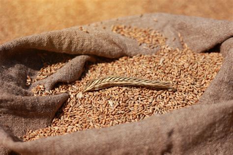 천연 황금 밀 스파이크와 밀 곡물 배경의 황마 자루에서 전체 곡물을 닫습니다 곡물 수확 빵을 만들기위한 재료 농업 농업 번영 수확 복사 공간 가방에 대한 스톡 사진 및 기타