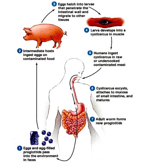 Tapeworm Life Cycle Diagram