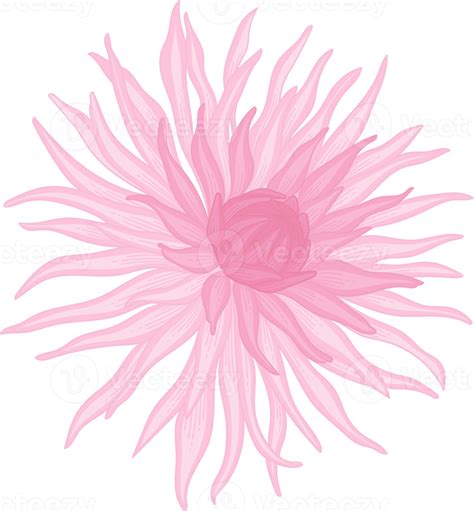 Pink Dahlia Flower Hand Drawn Illustration 10172423 Png