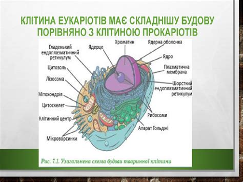 Презентація до уроку Будова еукаріотів