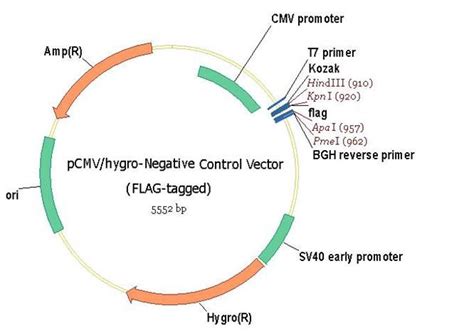 Pcmv Hygro Negative Control Vector Flag Tagged Sinobiological