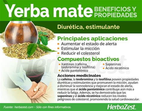 En América del Sur la yerba mate es popular por sus cualidades energizantes y sus beneficios