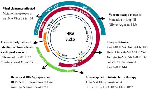 Hepatitis B Virus Genome