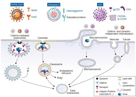 Receptor Mediated Endocytosis Virus