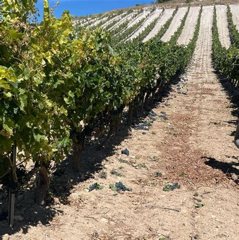 Dominio Lubiano Tour Reviews Price