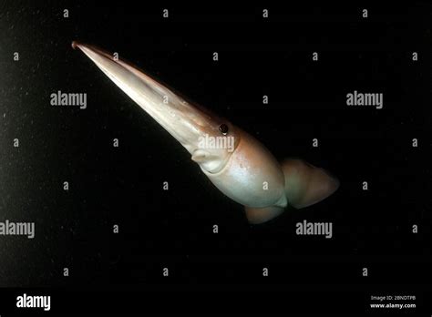 Humboldt Squid Dosidicus Gigas At Night Off Loreto Sea Of Cortez