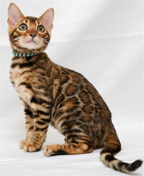 とっても綺麗なベンガルの男の子だけど ブログ 関東神奈川県でベンガルなど猫子猫のブリーダーならROCKFIELD