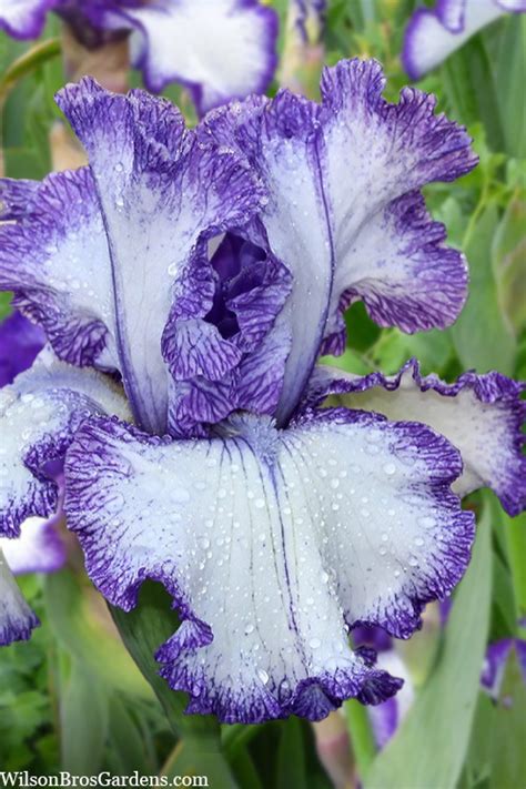 Buy Ink Patterns Bearded Iris Free Shipping Wilson Bros Gardens 1