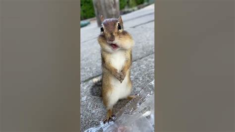 Cutest Chipmunks Chewing Shorts Youtube