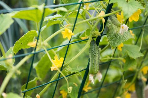 Cucumber Worms Tips For Saving Your Cukes From Evil
