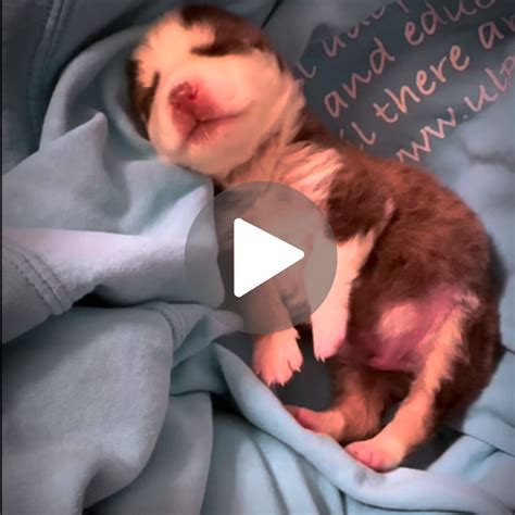 Pitter Pat Junction A 501c 3 Organization Partnered With