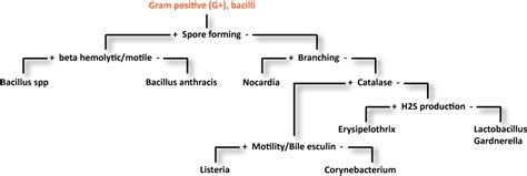 Gram Positive Rods