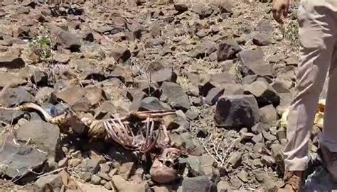 Mp में मिला युवती का कंकाल साड़ी और सैंडल से हुई शिनाख्त हत्या कर शव