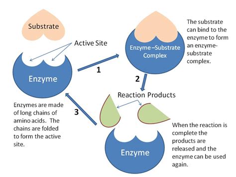Role Of Enzymes In The Cell Ap Bio 2014