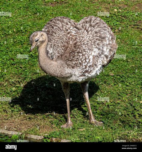 Darwin S Rhea Rhea Pennata Also Known As The Lesser Rhea It Is A